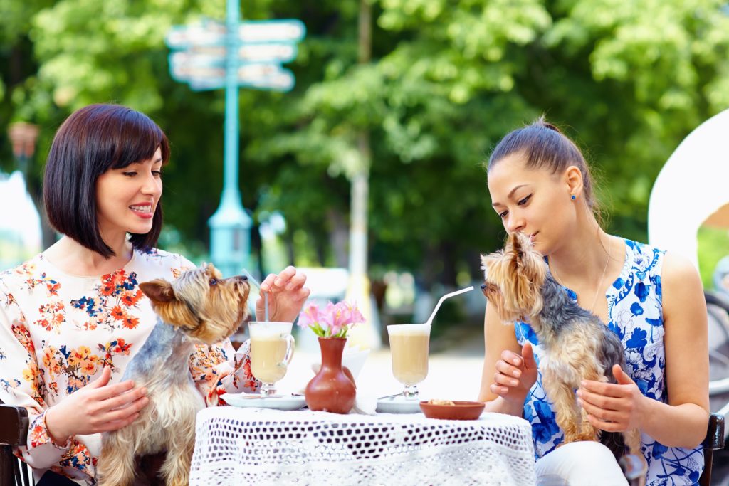Everything You Want to Know About Animal Cafes (Video) - Try Coffee